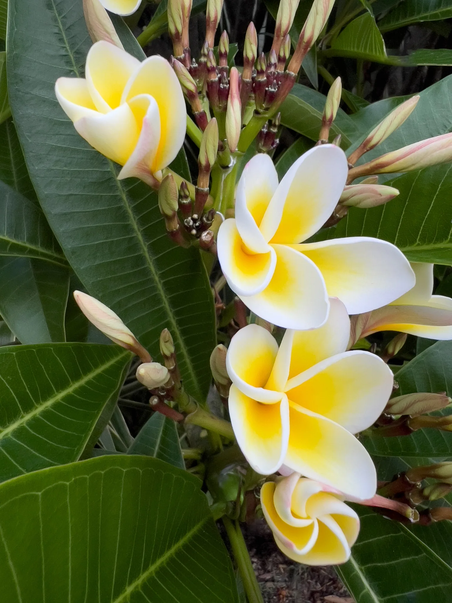 What is frangipani rust, and how does it affect your garden? - Better ...