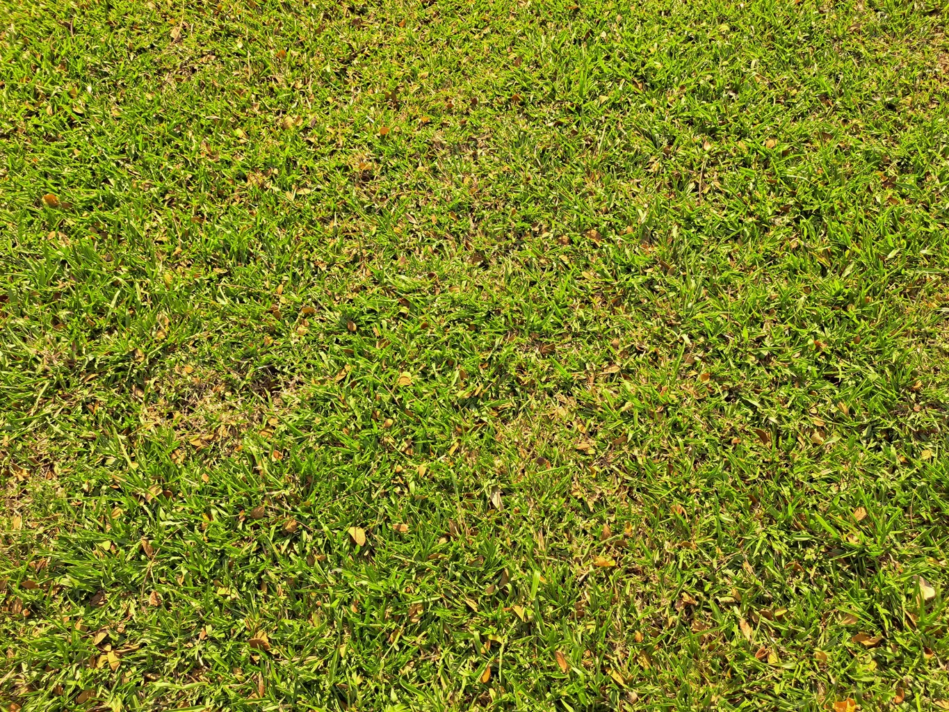 How to pick the perfect type of lawn for your location