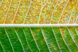 What is frangipani rust, and how does it affect your garden? | Better ...