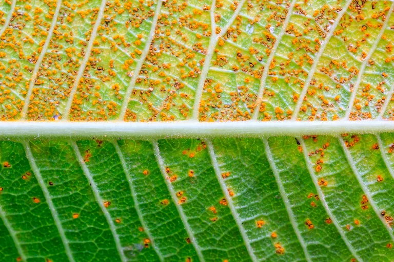 What is frangipani rust, and how does it affect your garden? | Better ...