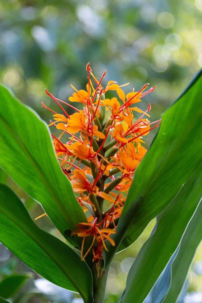 Flowering ginger: 5 varieties you need in your garden | Better Homes ...
