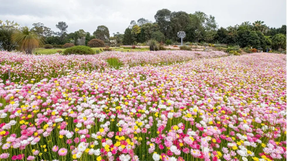 Paper daisies: Everything you need to know about them | Better Homes ...