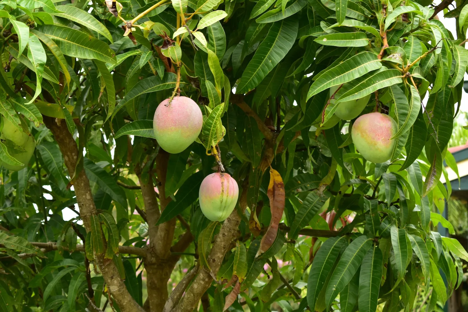 How to grow a mango tree for the juiciest fruit