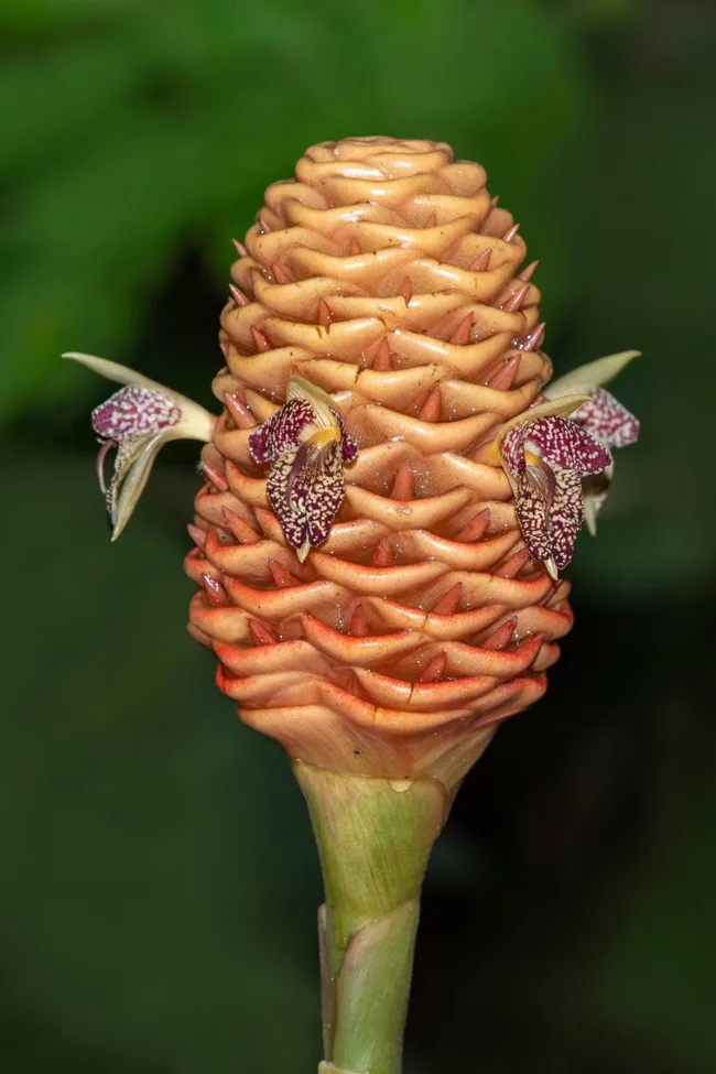 Flowering ginger: 5 varieties you need in your garden | Better Homes ...