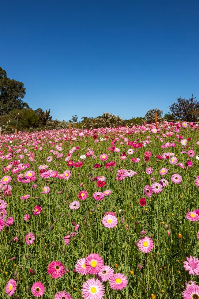 Paper daisies: Everything you need to know about them | Better Homes ...