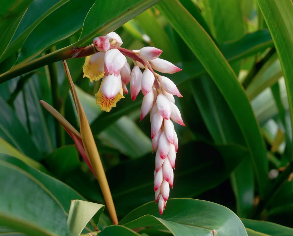 Flowering ginger: 5 varieties you need in your garden | Better Homes ...