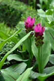 Flowering ginger: 5 varieties you need in your garden | Better Homes ...