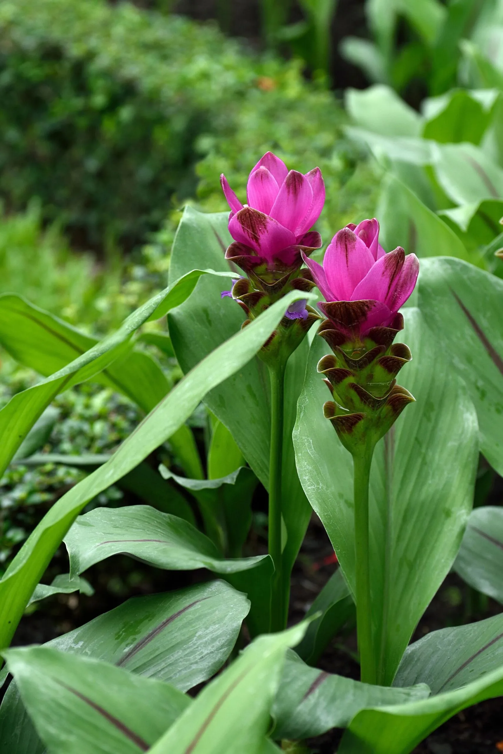 Flowering ginger: 5 varieties you need in your garden | Better Homes ...