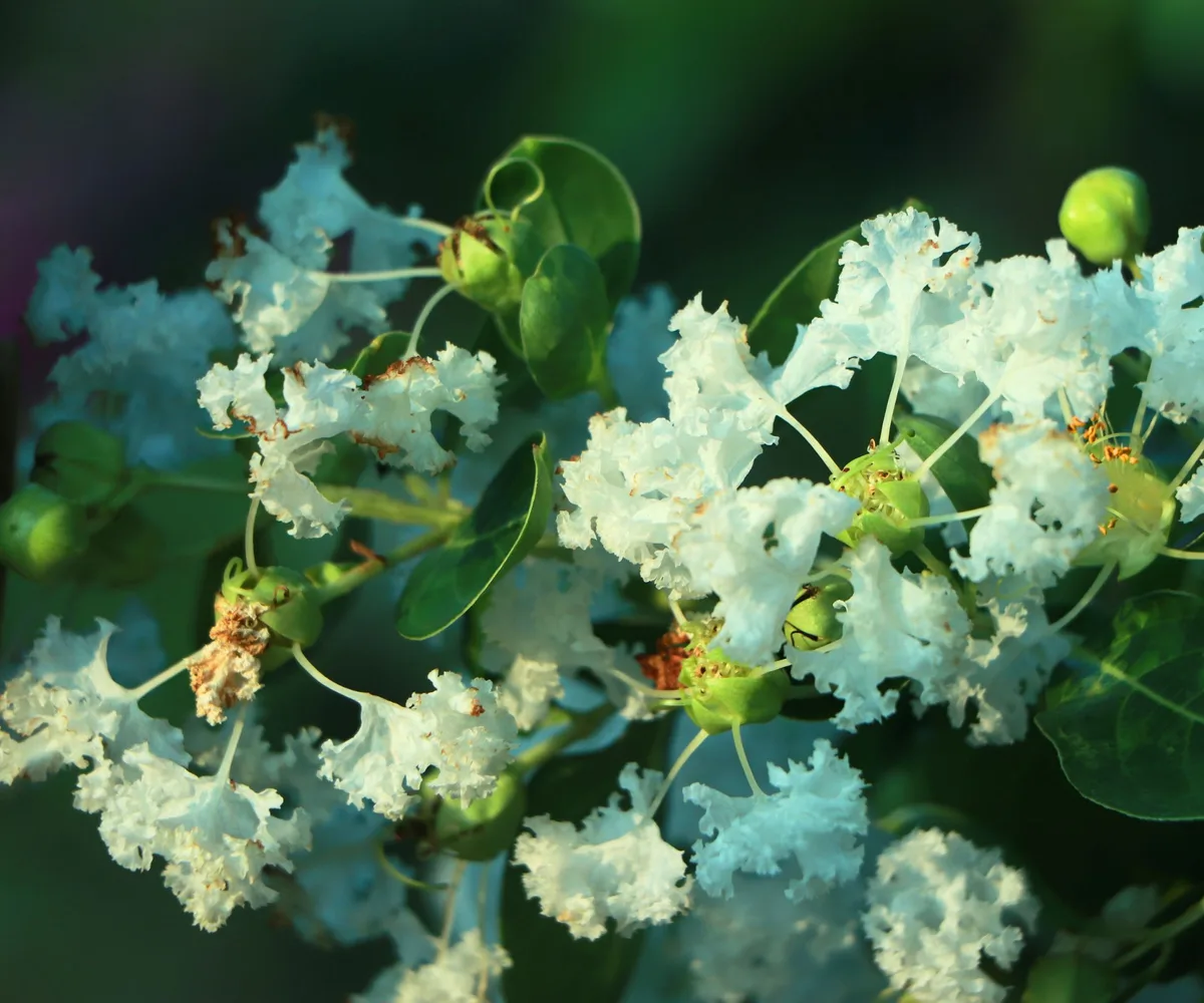 Crepe myrtles: how to grow and care for the summer flower