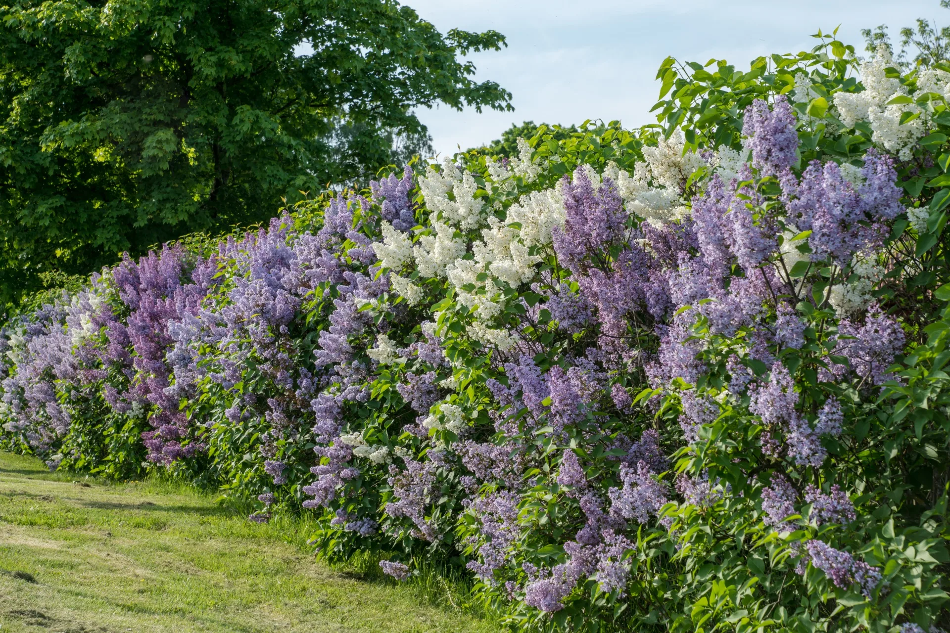 How to plant and care for lilac flowers - Better Homes & Gardens Australia