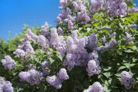 How to plant and care for lilac flowers - Better Homes & Gardens Australia
