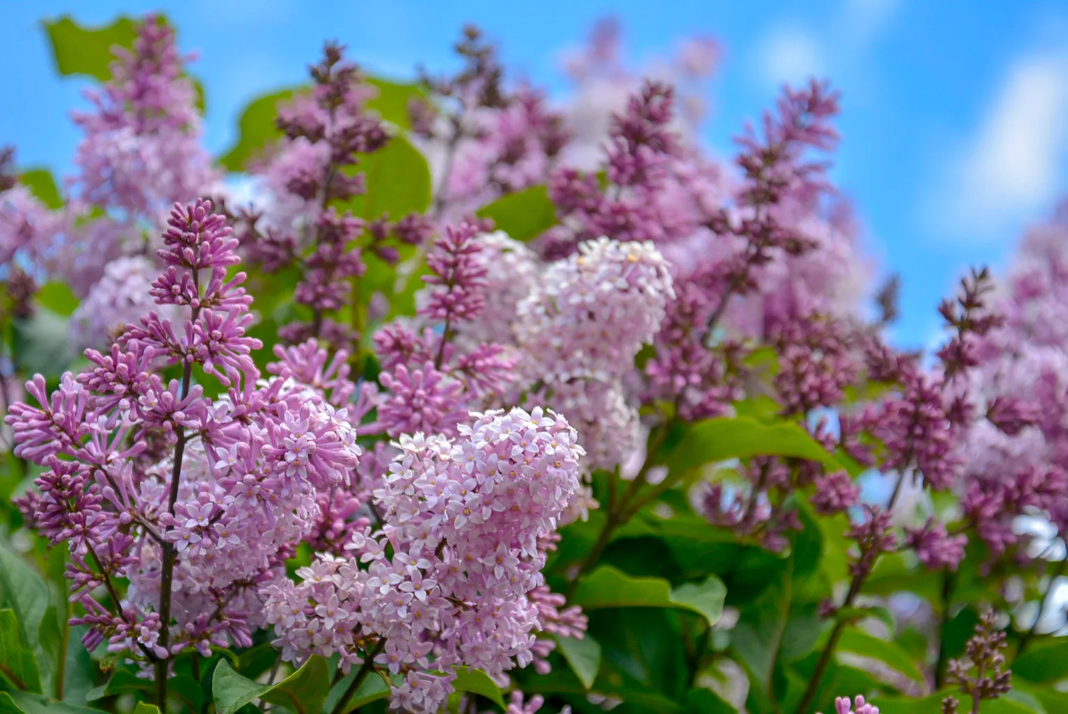 How to plant and care for lilac flowers | Better Homes and Gardens