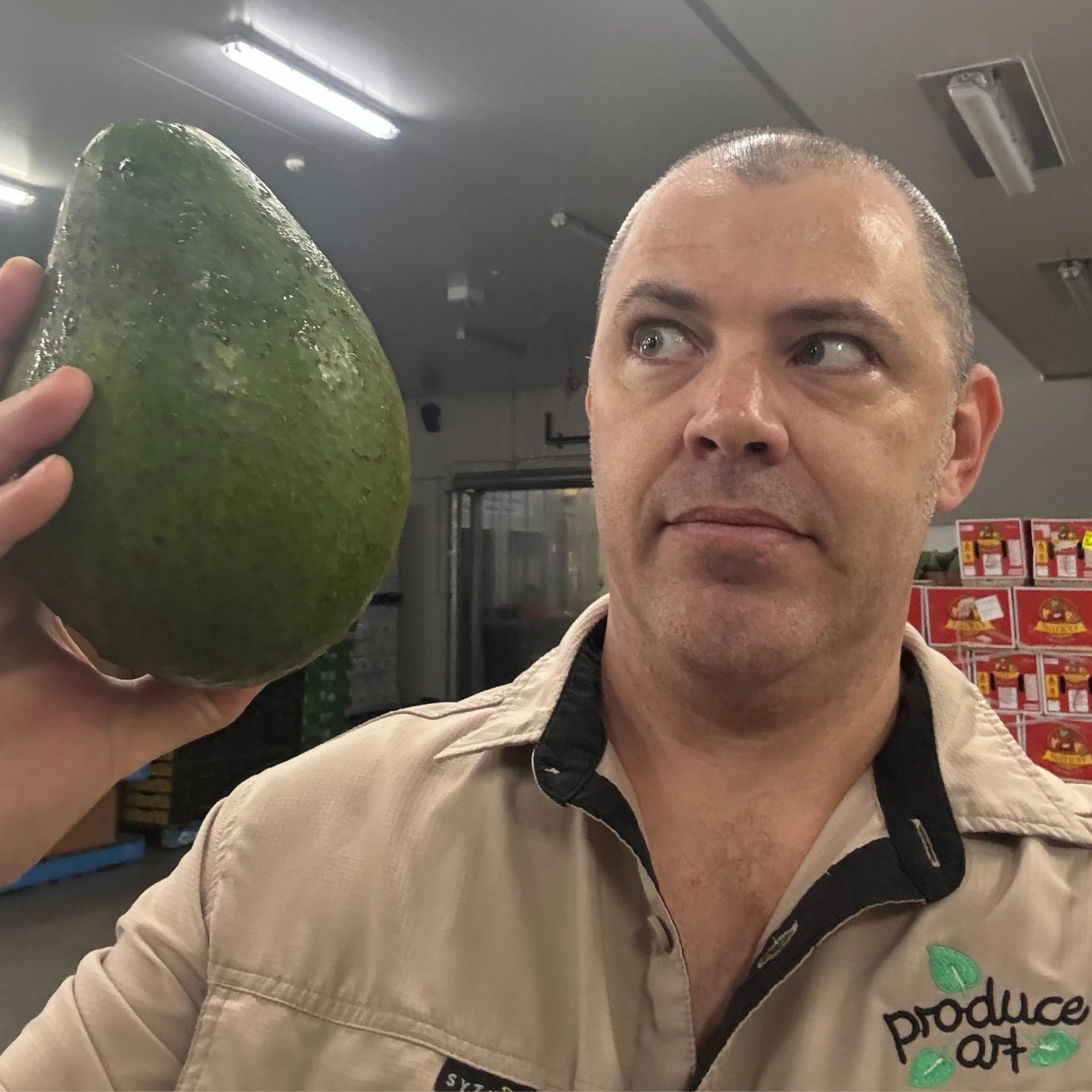 The 'Jala' avocado tree grows fruit bigger than your head - Better ...