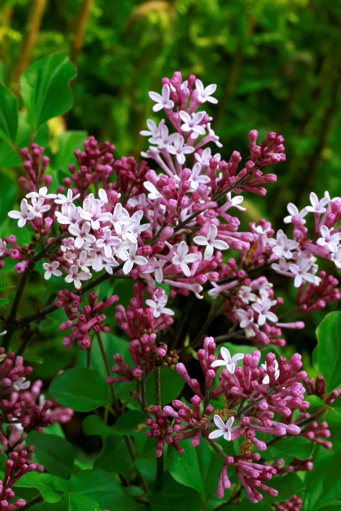 How to plant and care for lilac flowers - Better Homes & Gardens Australia