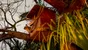 How to build your own possum box - Better Homes & Gardens Australia
