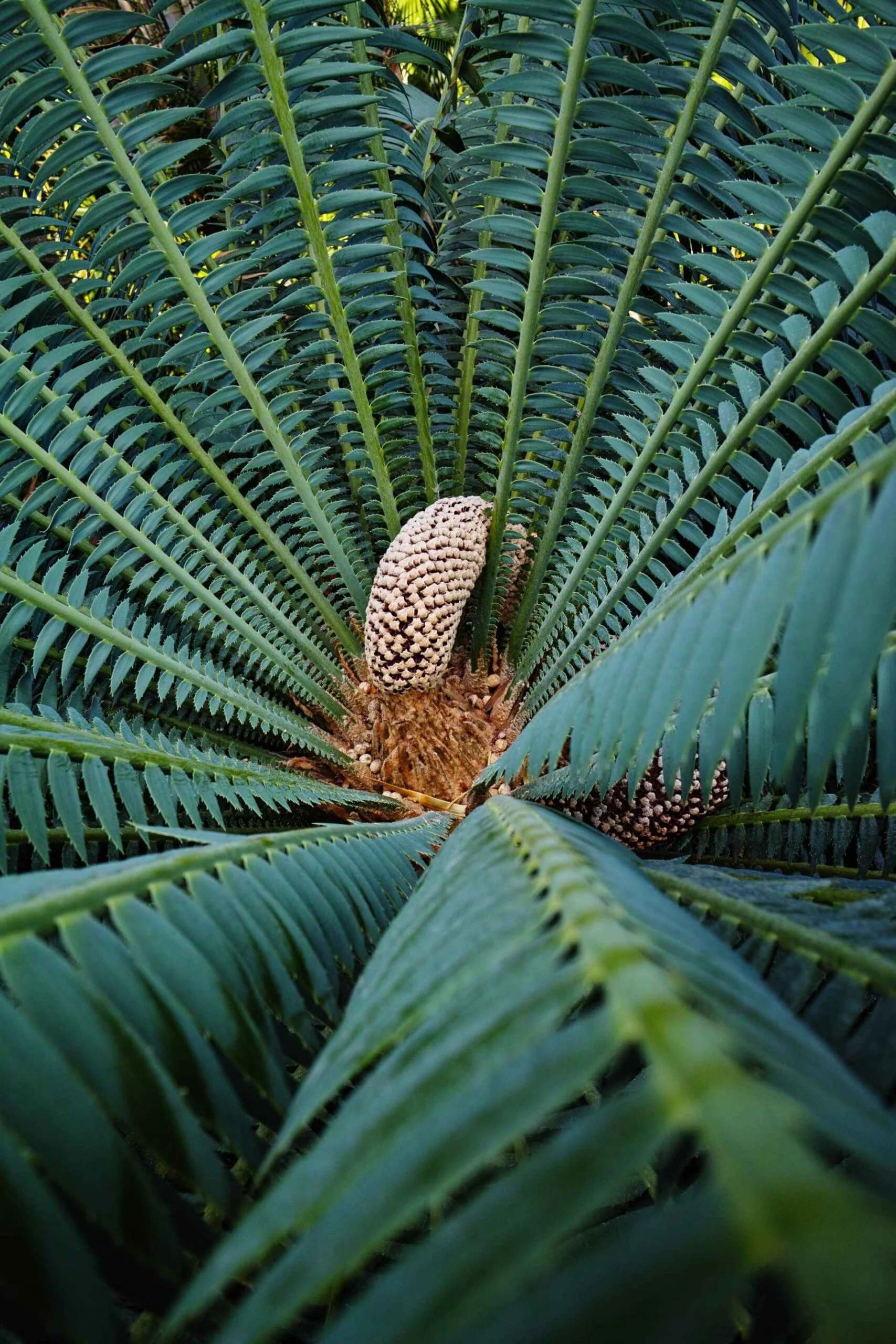 How to grow and care for cycads - Better Homes & Gardens Australia