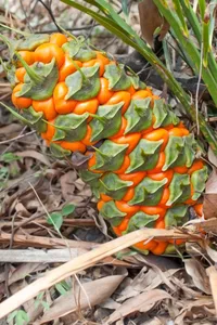 How to grow and care for cycads - Better Homes & Gardens Australia