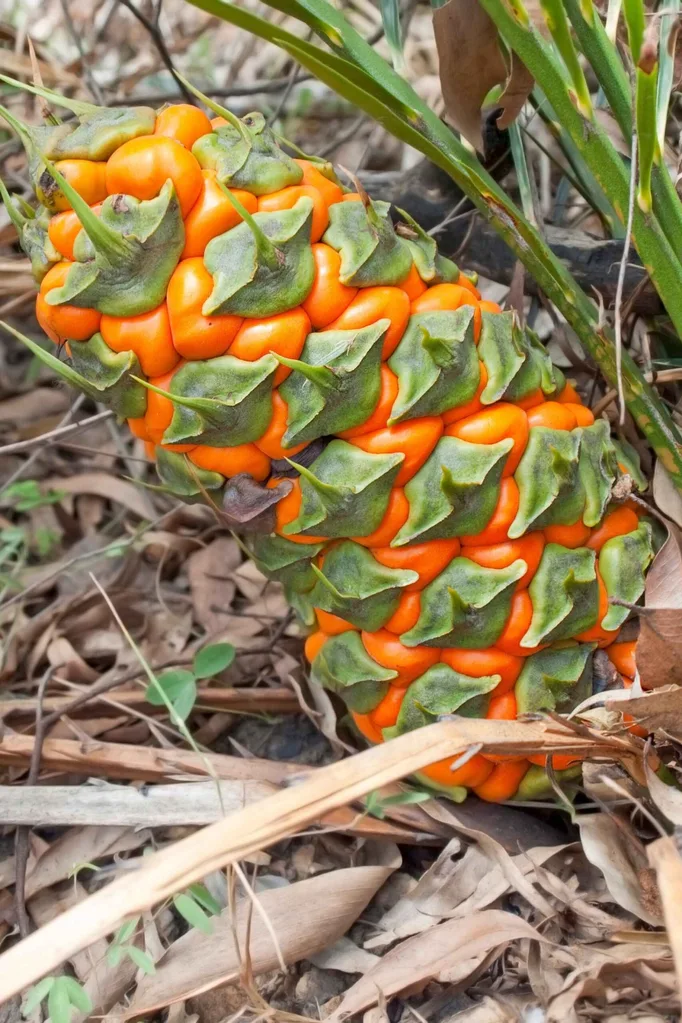 How to grow and care for cycads - Better Homes & Gardens Australia