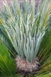 How to grow and care for cycads - Better Homes & Gardens Australia