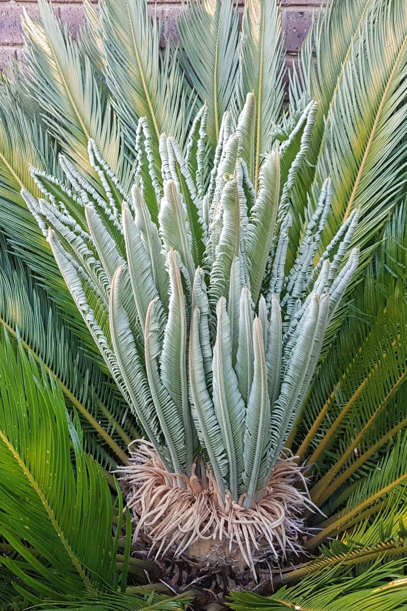 How to grow and care for cycads - Better Homes & Gardens Australia