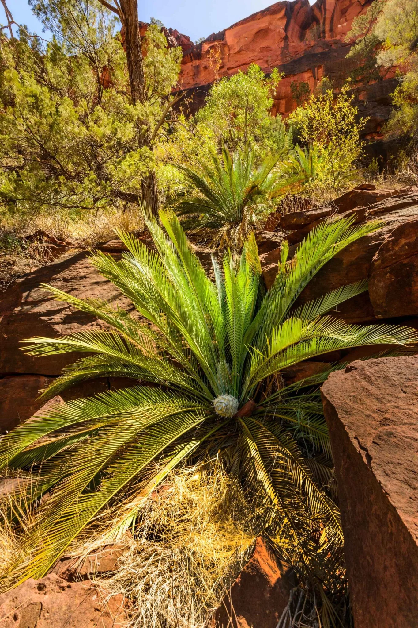 How to grow and care for cycads - Better Homes & Gardens Australia