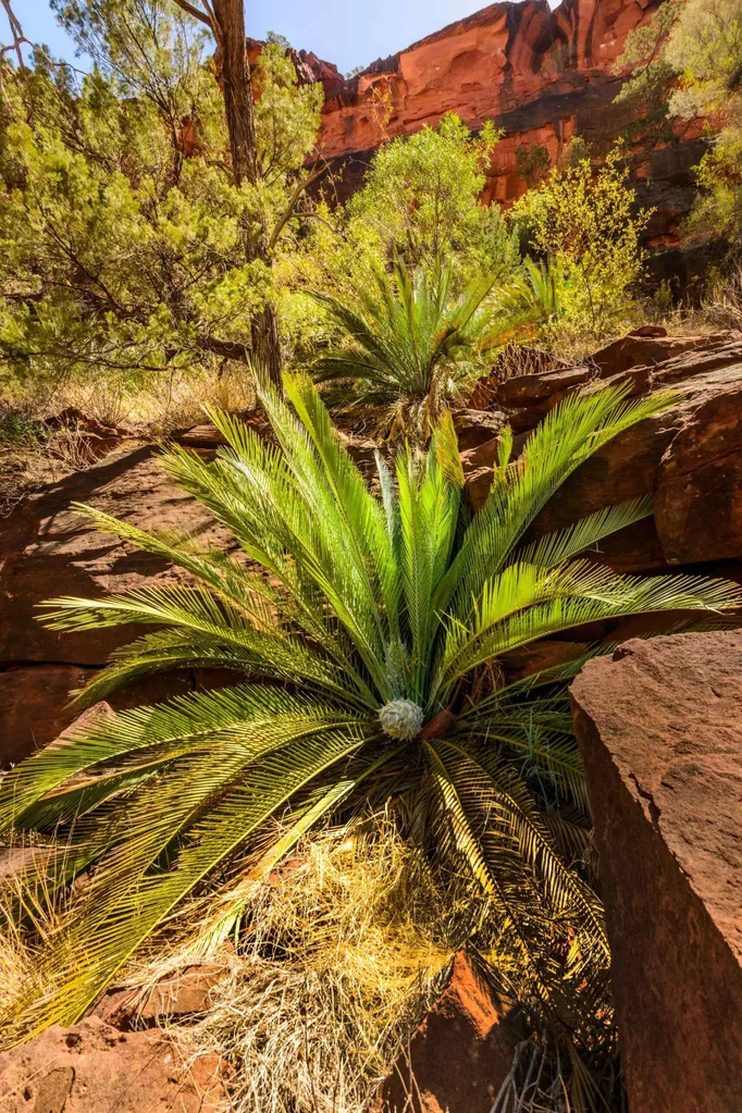 How to grow and care for cycads - Better Homes & Gardens Australia