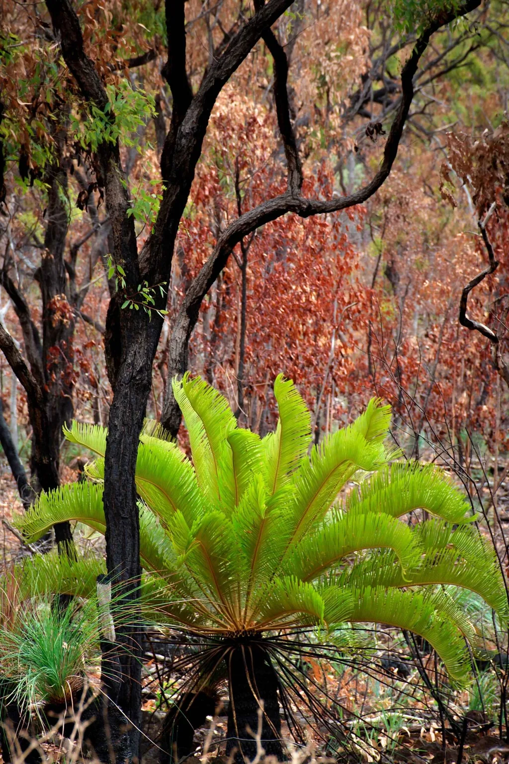 How to grow and care for cycads - Better Homes & Gardens Australia
