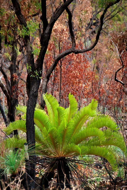 How to grow and care for cycads - Better Homes & Gardens Australia