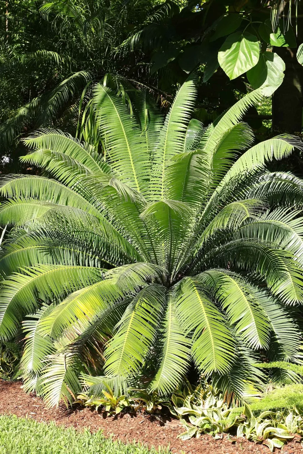 How to grow and care for cycads - Better Homes & Gardens Australia