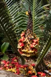 How to grow and care for cycads - Better Homes & Gardens Australia