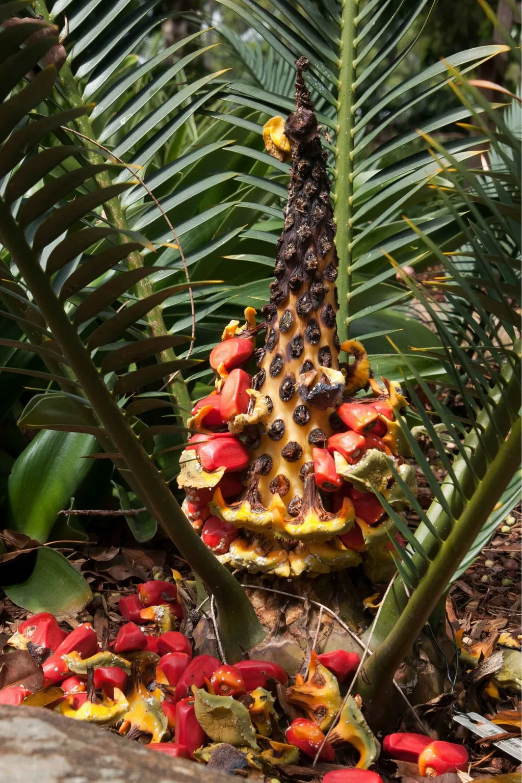 How to grow and care for cycads - Better Homes & Gardens Australia