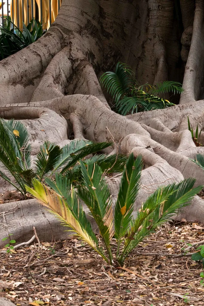 How to grow and care for cycads - Better Homes & Gardens Australia