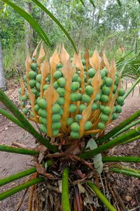 How to grow and care for cycads - Better Homes & Gardens Australia