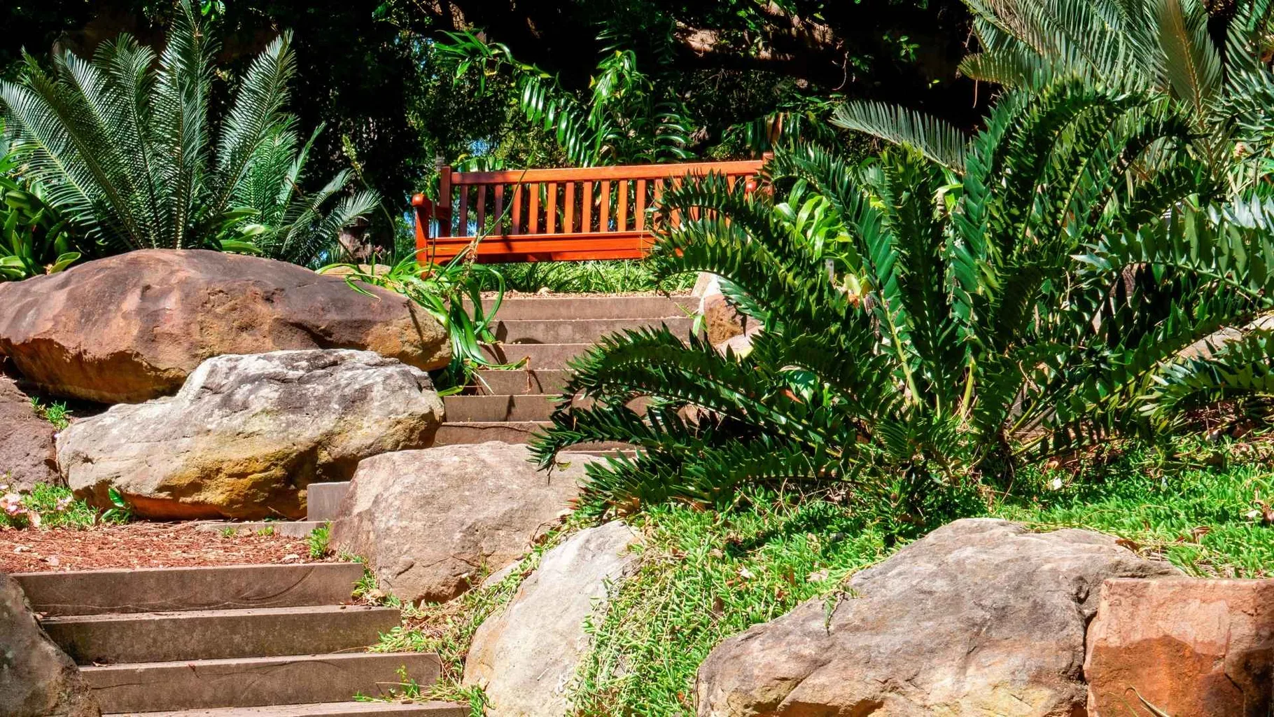 How to grow and care for cycads - Better Homes & Gardens Australia