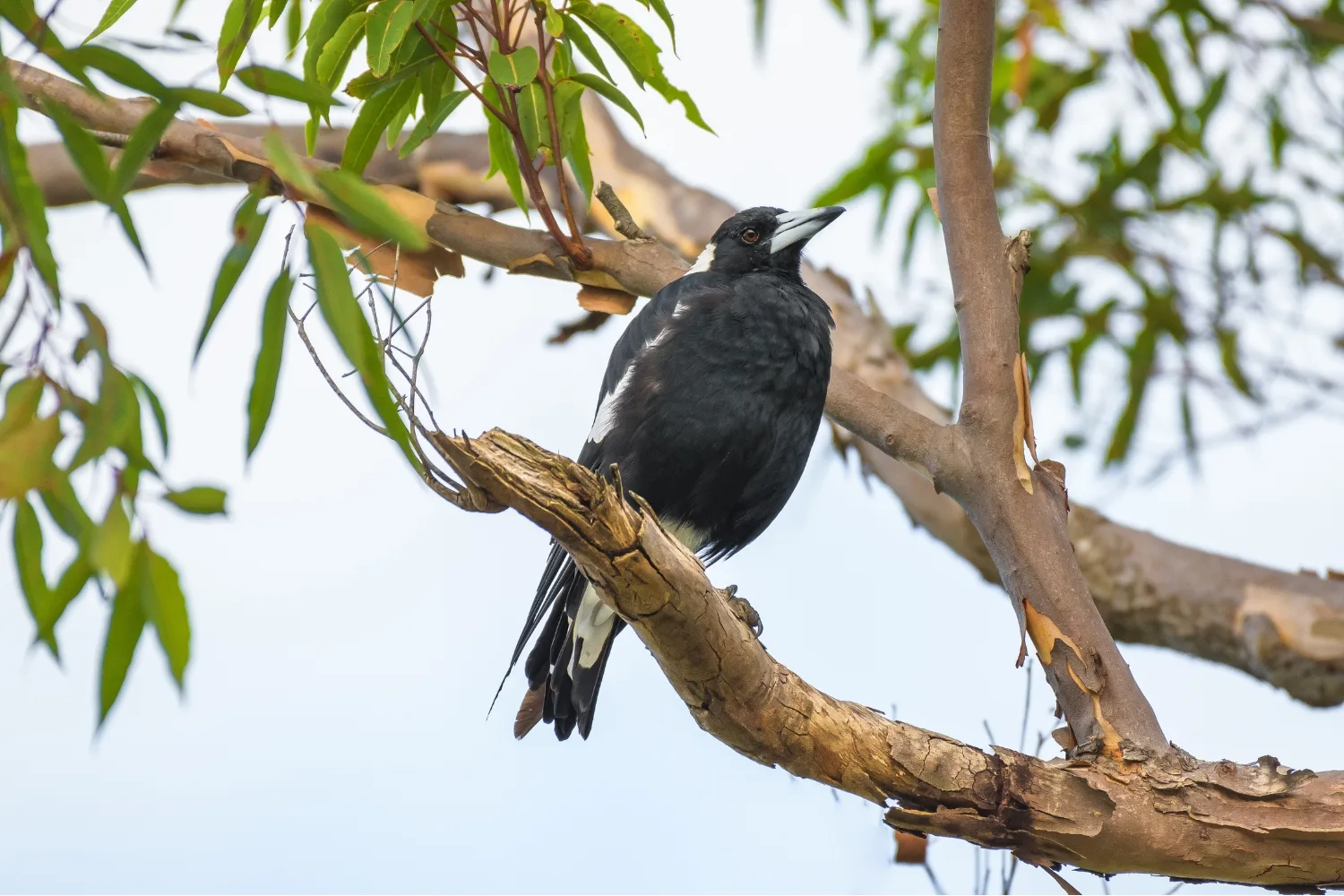 Can magpies be friends with people? The answer is yes!