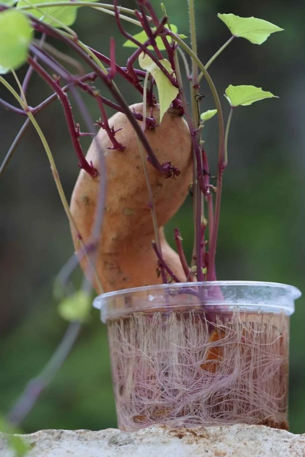 How to grow the perfect sweet potatoes at home