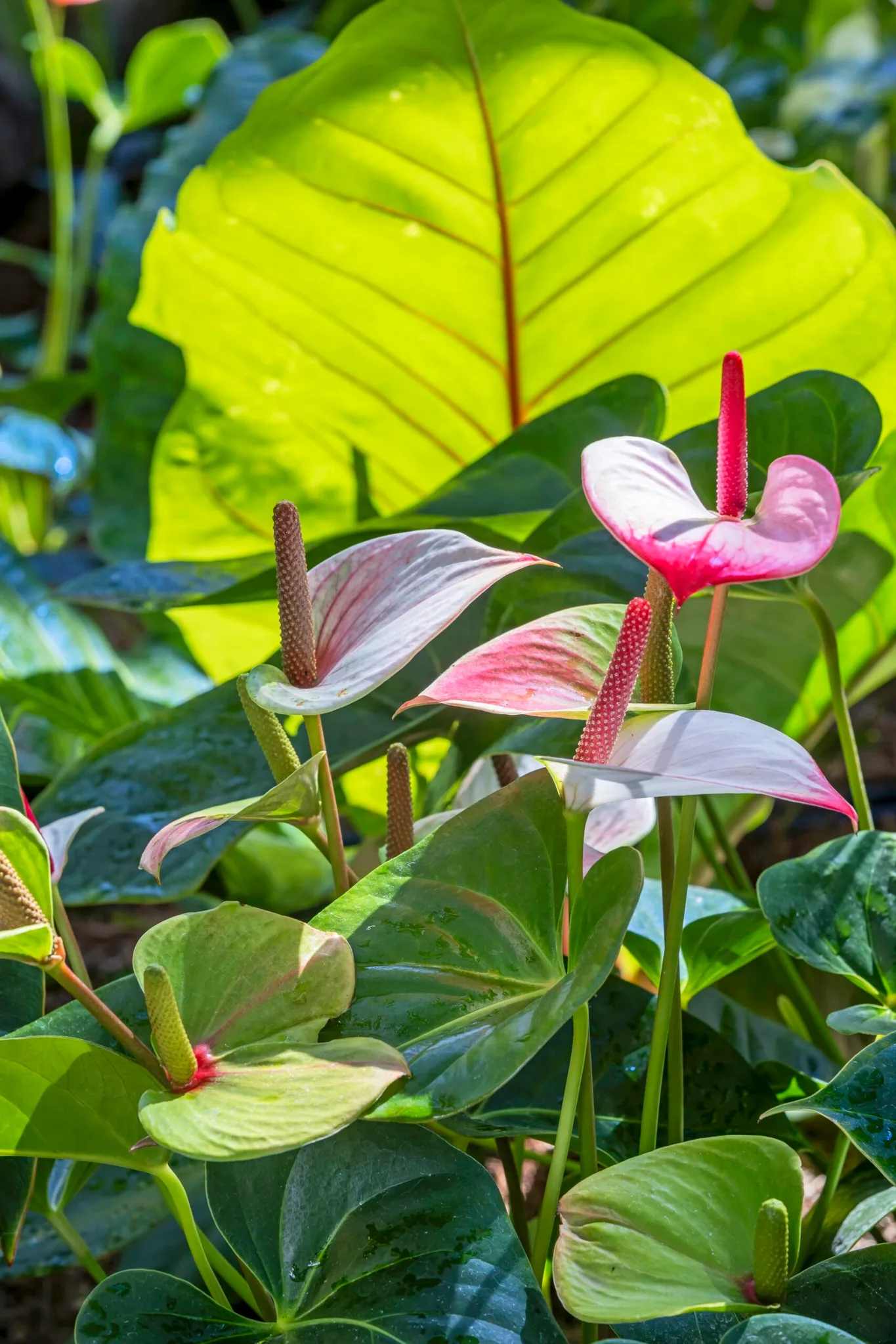 How to create a rainforest garden in your own backyard - Better Homes ...
