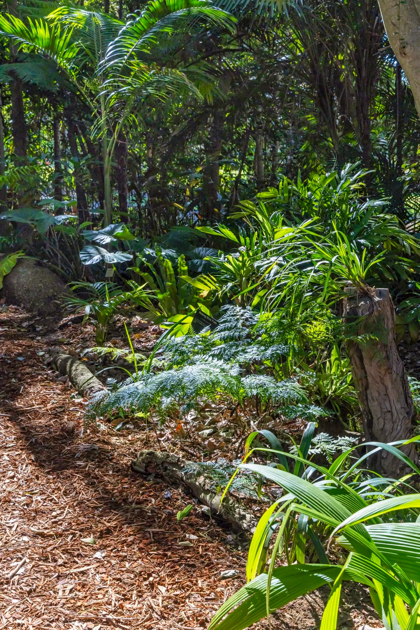 How to create a rainforest garden in your own backyard - Better Homes & Gardens Australia