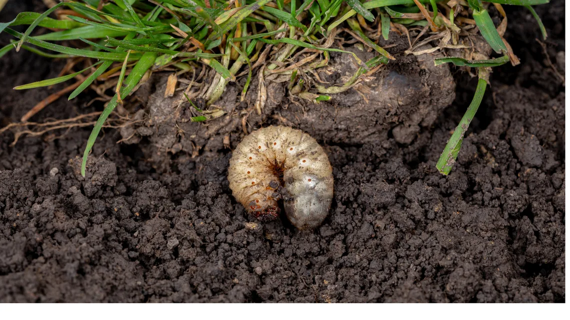 Lawn grub solutions: How to get rid of curl grubs for good | Better ...