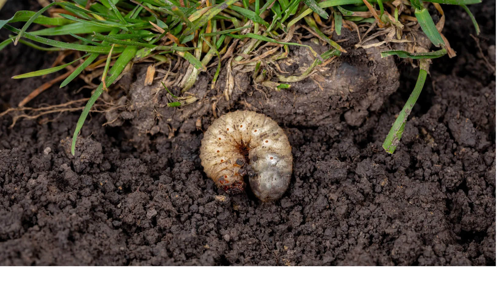Lawn grub solutions: How to get rid of curl grubs for good | Better Homes & Gardens Australia