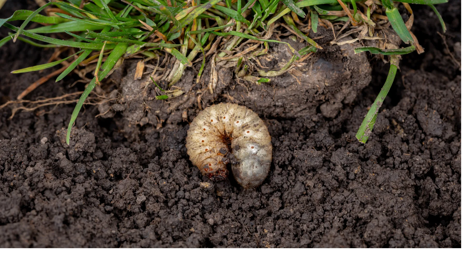 Lawn grub solutions: How to get rid of curl grubs for good | Better ...