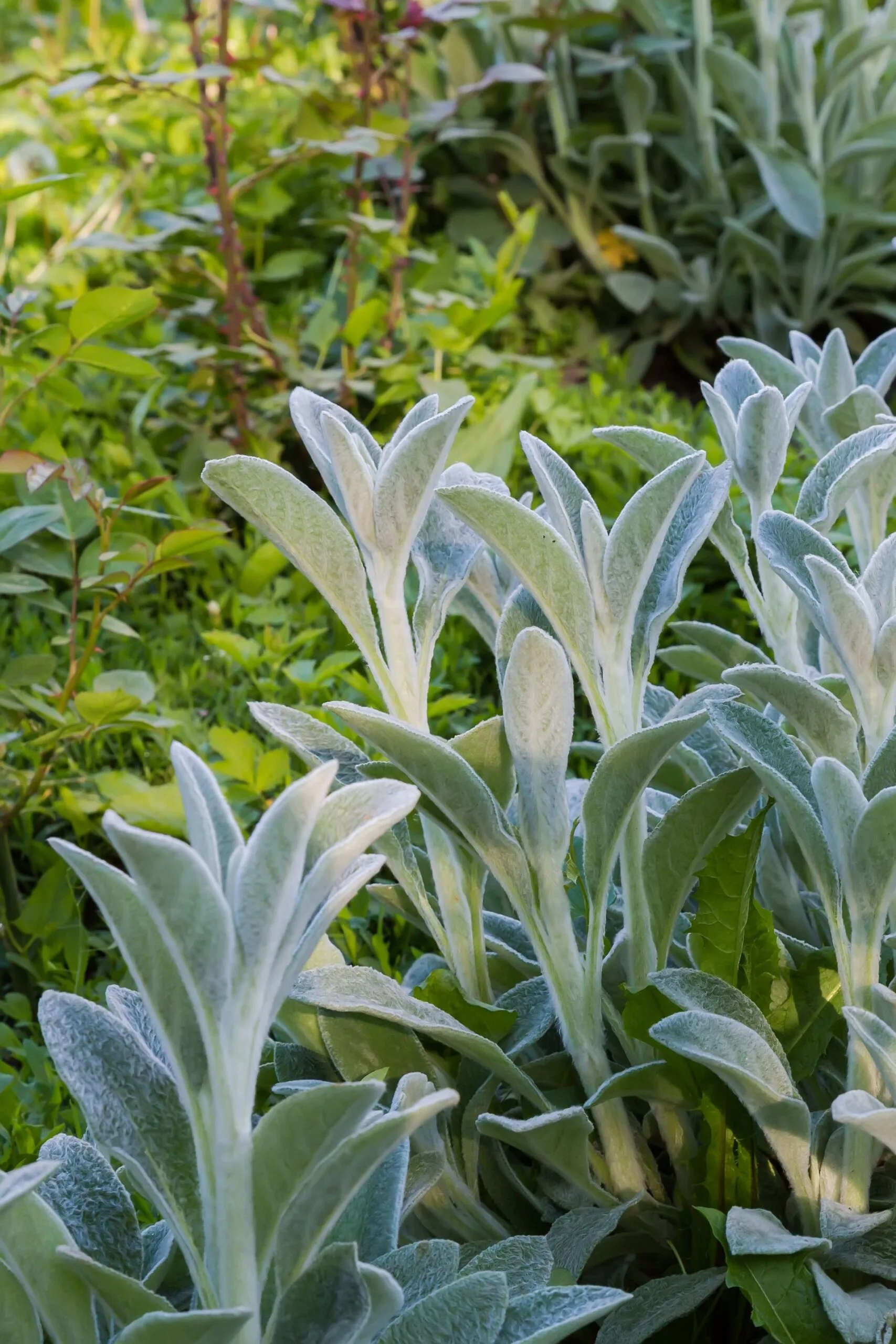 White plants to create a beautiful Christmas garden - Better Homes ...