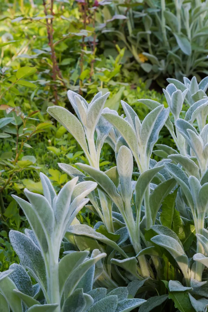 White plants to create a beautiful Christmas garden - Better Homes ...