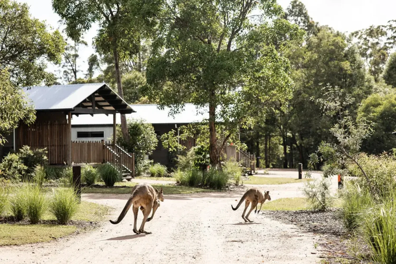 Crocodile Hunter Lodge is now the World's Best Nature Hotel - Better ...