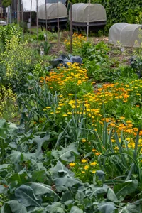 Everything you need to know about community gardens - Better Homes ...