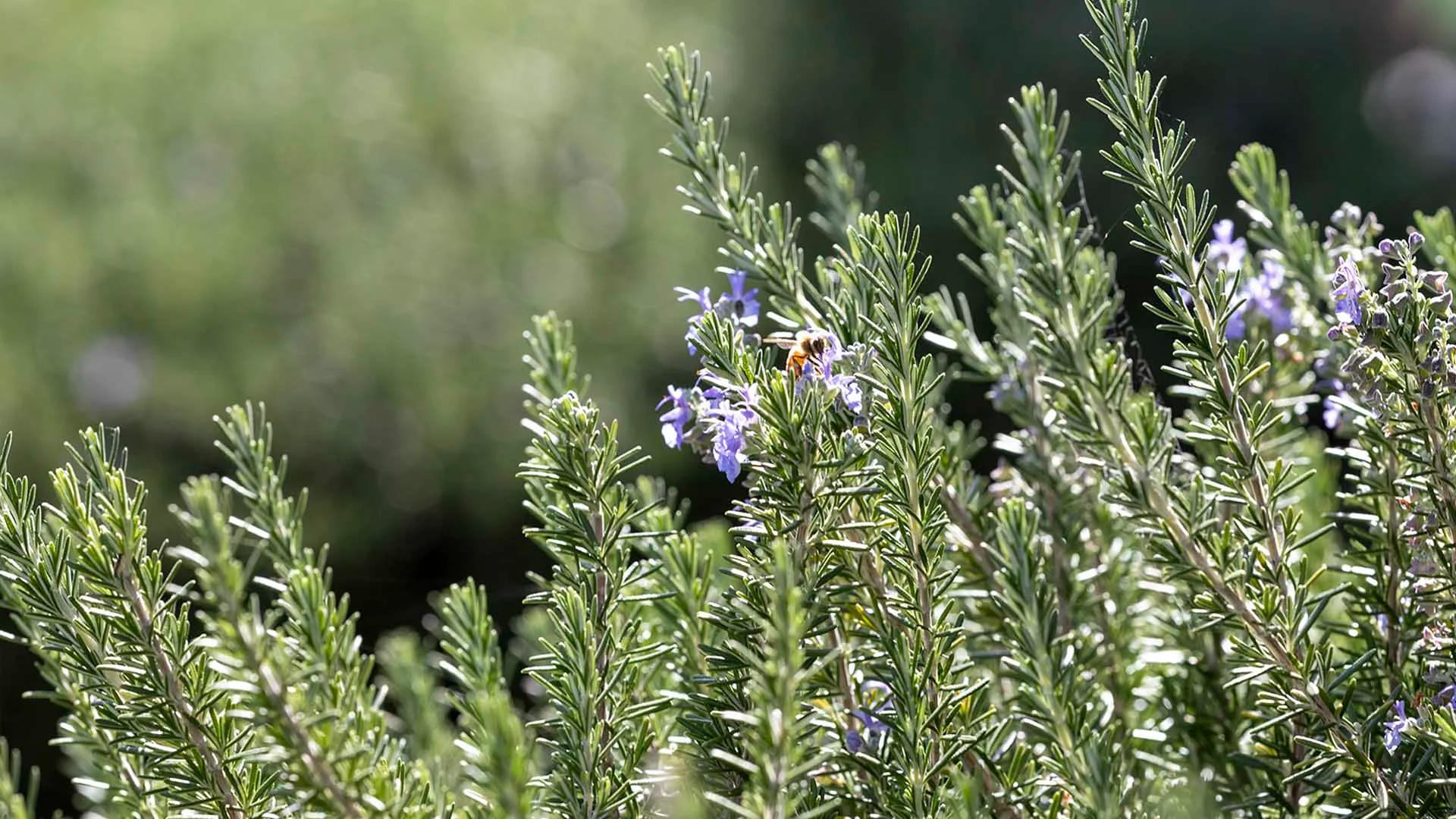 How to propagate rosemary from a cutting