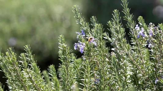 How to propagate rosemary from a cutting