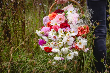 A beginner's guide to creating an at-home cut flower garden - Better ...