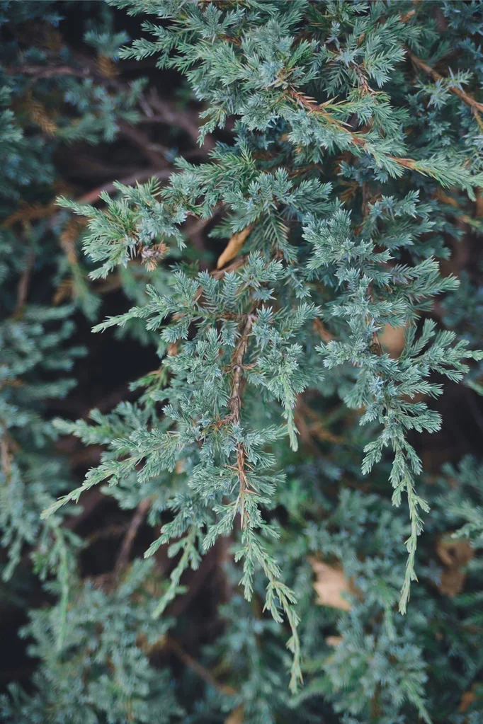 7 eclectic plants to grow in a teal garden - Better Homes & Gardens ...