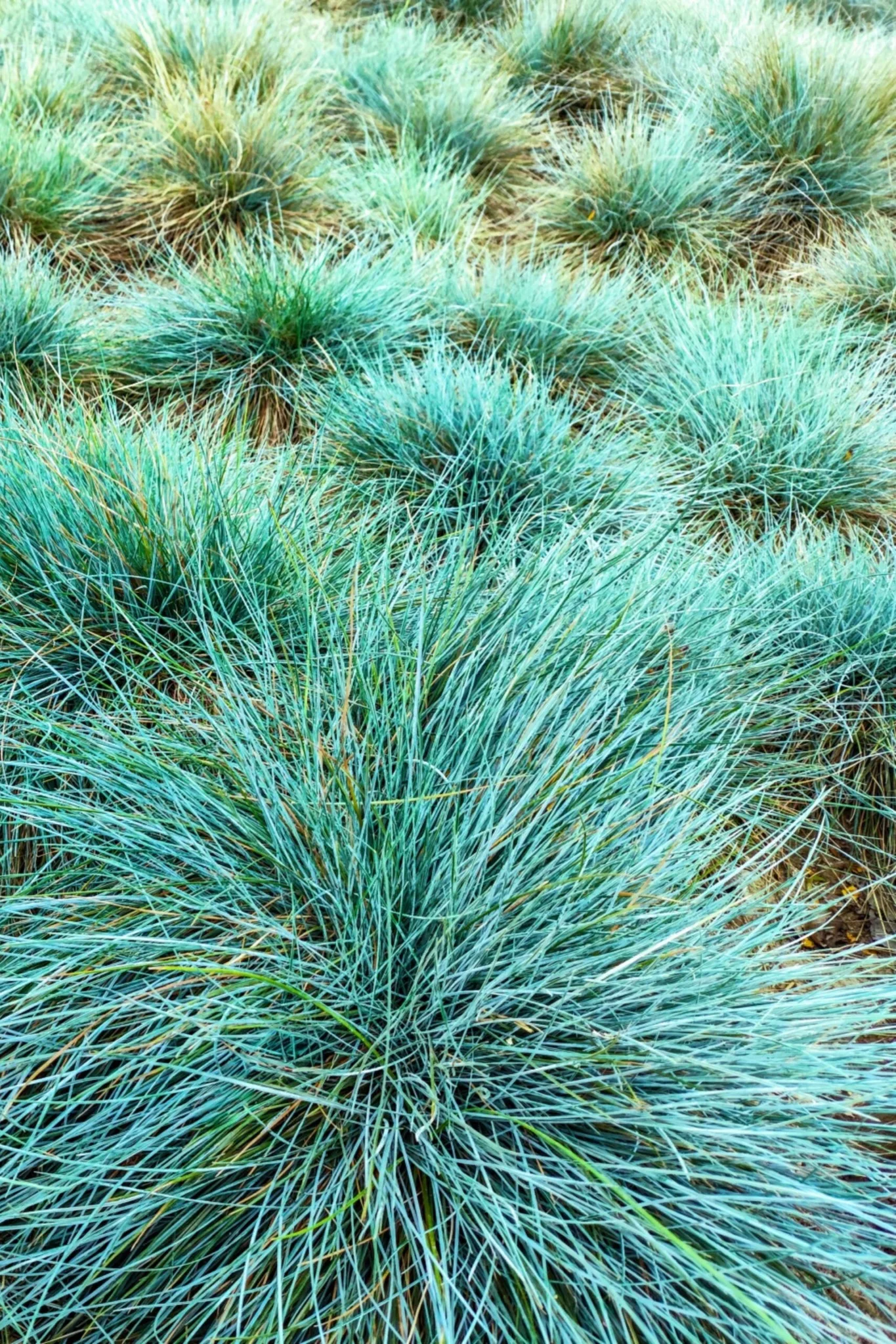 7 eclectic plants to grow in a teal garden - Better Homes & Gardens ...